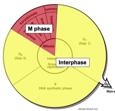 Lab 4 Cell Cycle Flashcards Quizlet