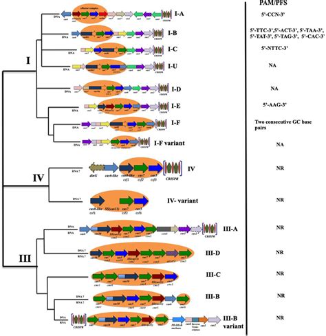 Classification Of Class 1 Crisprcas System Based On The Organization Download Scientific