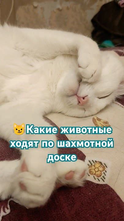 😼Какие животные ходят по шахмотной доске двесобакитрикота тишка Youtube