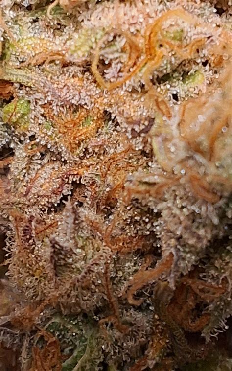 Strain Gallery Strawberry Akeil Serious Seeds Pic 29305 By Serious