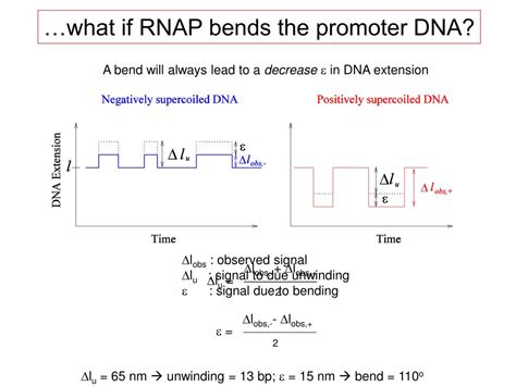 Ppt Single Molecule Detection Of Dna Transcription And Replication Powerpoint Presentation