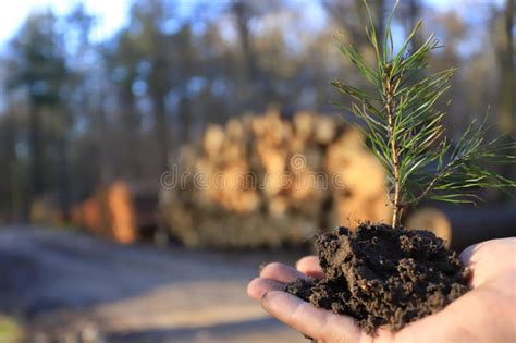 Pine Tree Seedling In Hand Concept Of The New Forest Stock Photo Image Of Nature Babe