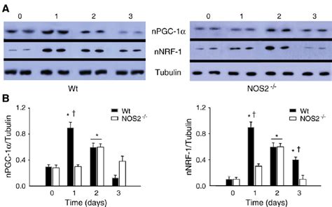 Nuclear Western Analysis Of Nrf1 And Pgc 1 α Proteins A Nuclear Download Scientific Diagram