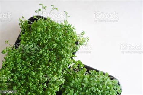 트레이에 있는 마이크로그린 워터크레스와 아루굴라 맨 위 보기입니다 공간을 복사합니다 0명에 대한 스톡 사진 및 기타 이미지 0명 가정의 방 건강한 식생활 Istock