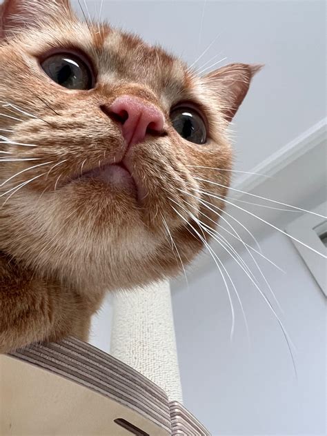 고양이 초 근접샷