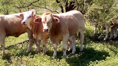 Rancho Cinegético Y Ganadero De 50 Hectáreas Takano