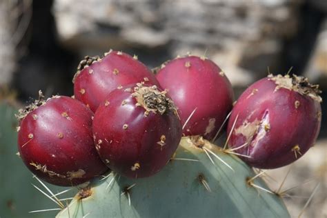 Tuna Cultivo Y Todo Lo Que Necesitas Saber Sobre Esta Fruta