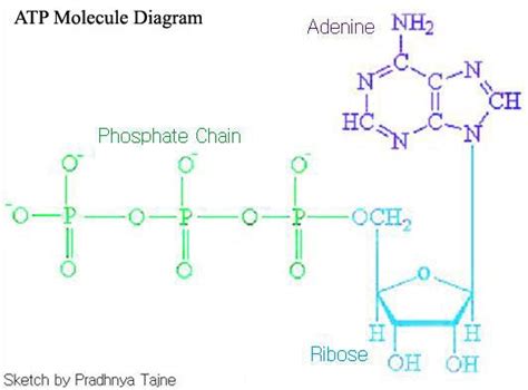 ATP Molecule Diagram