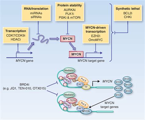 Figure 1 From The Expanding World Of N Myc Driven Tumors Semantic Scholar