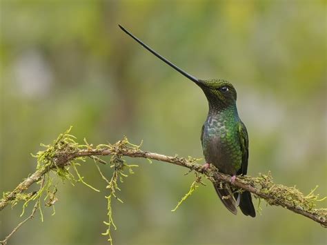 Sword Billed Hummingbird Birdforum