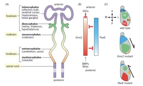 Ectodermal Derivatives Neuron Development Flashcards Quizlet