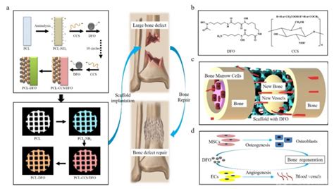 瑞金医院邓廉夫团队构建可血管化的3d打印支架促进骨修复 学术园地