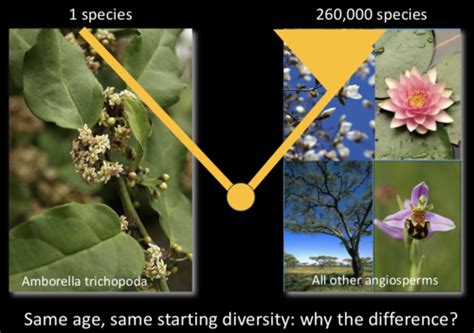 Evolutionary Biology Macroevolution Pt 1 Exam 4 Flashcards Quizlet