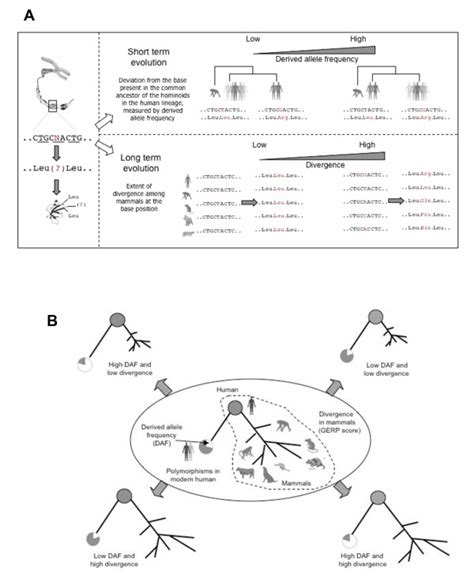 Patterns Of Evolutionary Constraints In The Human Genome A An Download Scientific Diagram