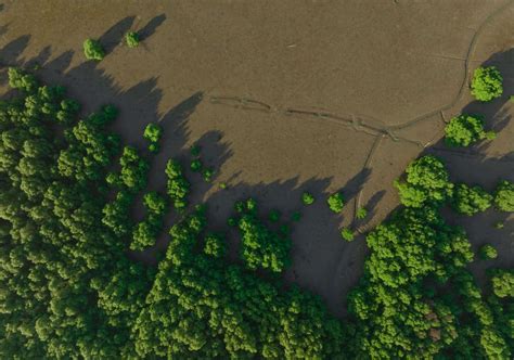 What Is Carbon Sequestration Planet Mark