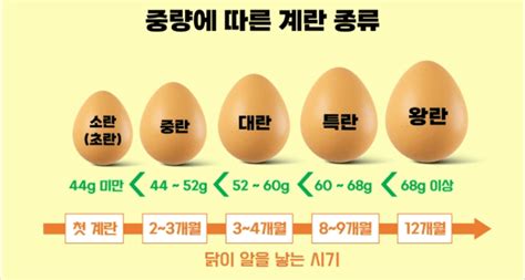계란 유통기한 확인방법 및 계란 등급 난각번호 확인하기