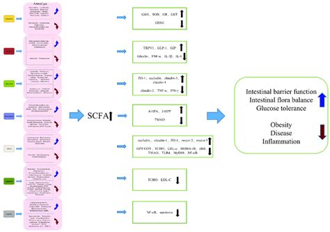 Functions Of Plant Derived Bioactive Compounds In Metabolic Disorders Download Scientific