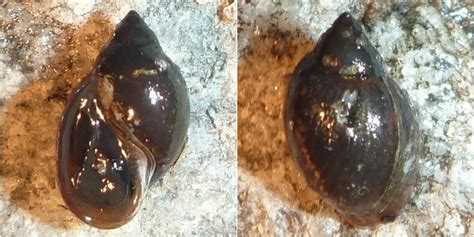 サカマキガイ 日淡こぼれ話
