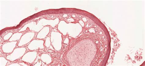 Histology Lab Flashcards Quizlet