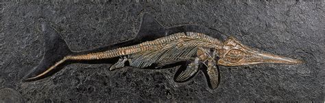 Ichthyosaurus Fossil