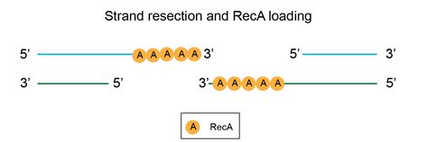 E Coli Homologous Recombination How It Works And Influences On Cloning Goldbio
