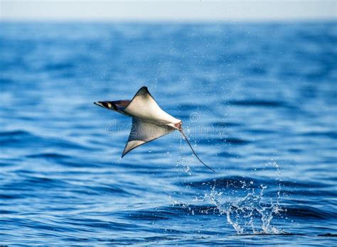 Mobula Ray Is Jumps Out Of The Water Mexico Sea Of Cortez Stock Image Image Of Unusual