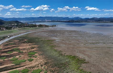 新华全媒 福建闽江河口湿地重焕生机 保护 郑航 水鸟