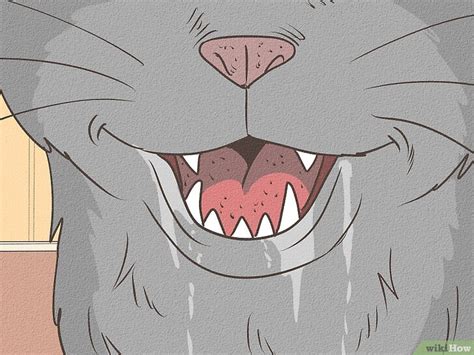 How To Tell If A Cat Has Rabies Symptoms Prevention