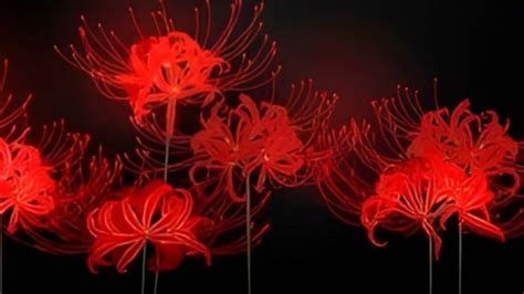 Pin By Ebt91 On Flores E Plantas Tokyo Ghoul Flower Anime Flower