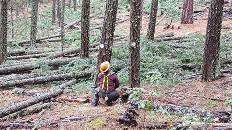 Ecological Commercial Thinning Begins In Upper Applegate Watershed