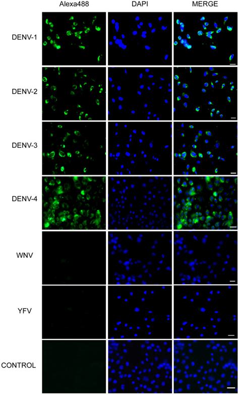Specific Detection Of Denv Without Cross Hybridization Towards Closely