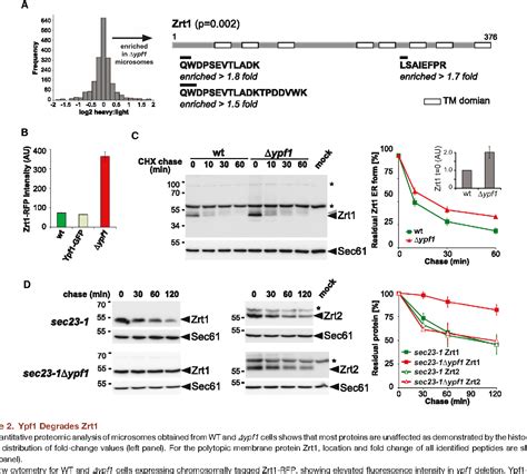 Figure 2 From The Yeast Er Intramembrane Protease Ypf1 Refines Nutrient Sensing By Regulating