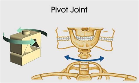 Fabulous Examples Of Pivot And Hinge Joints In The Human Body Skeletal System