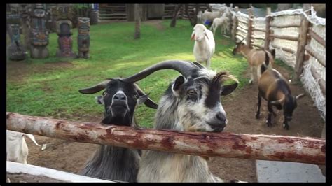 베트남 Vlog 나트랑 빈원더스 오후권 즐기기🎡 Youtube