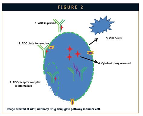 Peptides And Antibodies Peptides In Antibody And Peptide Drug Conjugates