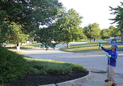 Tree Shrub Pests Aspen Lawn And Pest