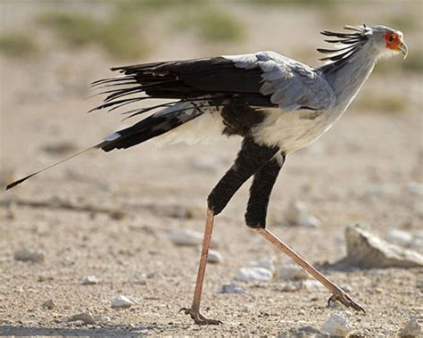 Secretary Bird In The Kruger National Park