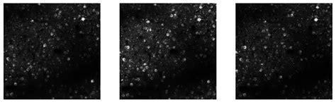 Cross Session Data — Swdb 2024 Data Book