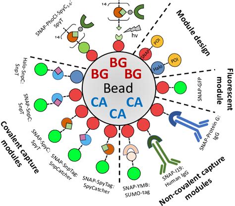 Photocontrolled Multivalent Engineering Modules Download Scientific Diagram