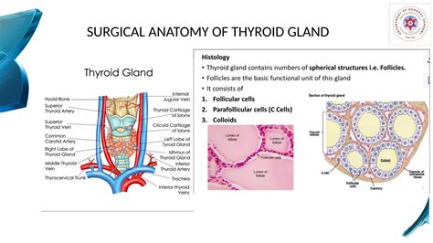 Benign Thyroid Diseases Hypothyroidism And Hyperthyroidism Graves