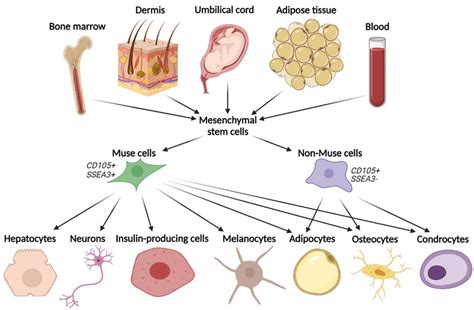 Graphical Depiction Of Tissue Origin And Differentiation Capacity Of