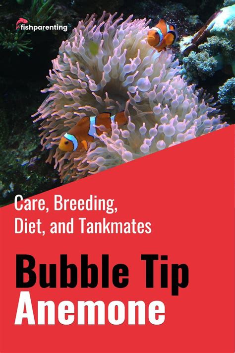 Bubble Tip Anemone Artofit
