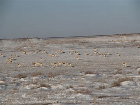 Цагаан зээр нүүдэллэхдээ ургамлын үндэс ишийг хугалж гэмтээдэггүй