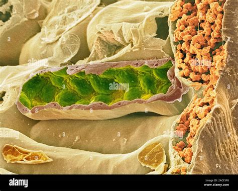 Leaf Section Coloured Scanning Electron Micrograph Sem Of A Section Through A Fractured Leaf