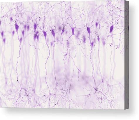 Pyramidal Neurons Cerebral Cortex