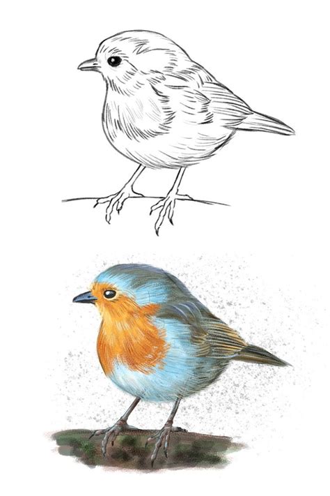Robin Drawing Easy Red Breasted Robin Artofit