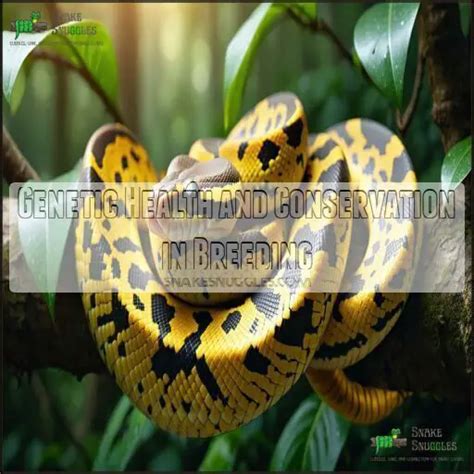 Banana Ball Python Genetics Stunning Secrets Behind These Golden Morphs