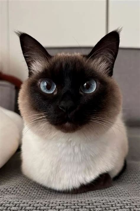 The Blue Point In Siamese Cats Explained