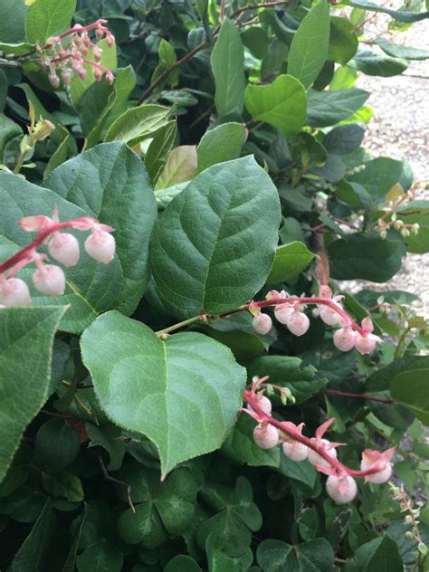 Salal Gaultheria Shallon Salal Plant California Plants Native