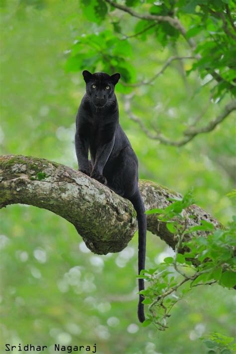 South Indias Big 5 The Most Popular Wildlife From Wildtrails